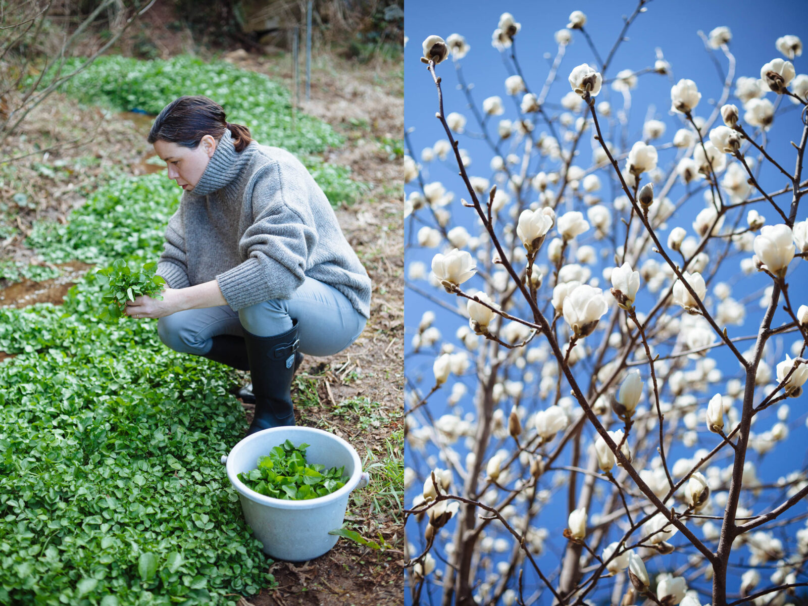 A wild feast | MIRUKASHI salon