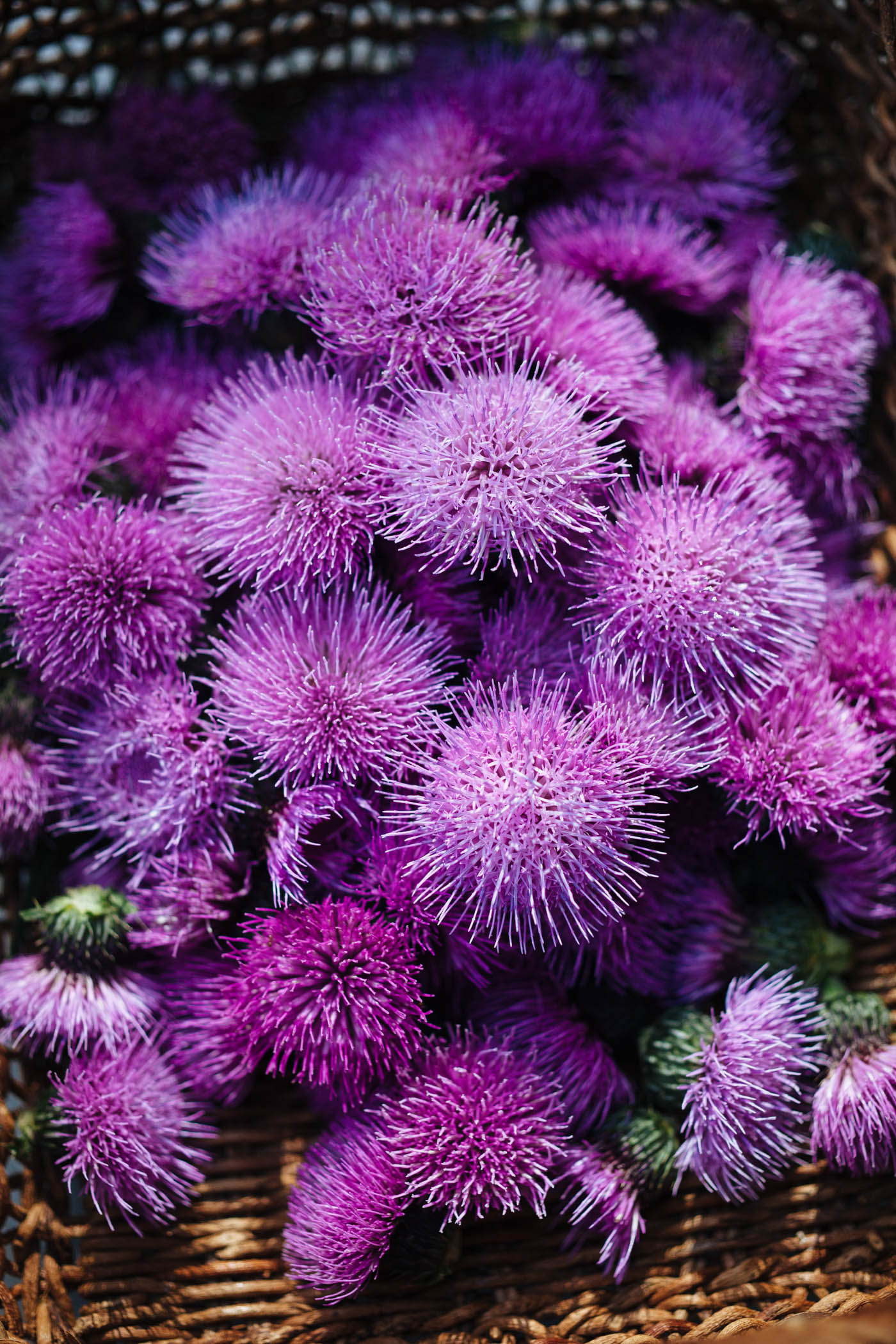 Purple days of May | MIRUKASHI salon